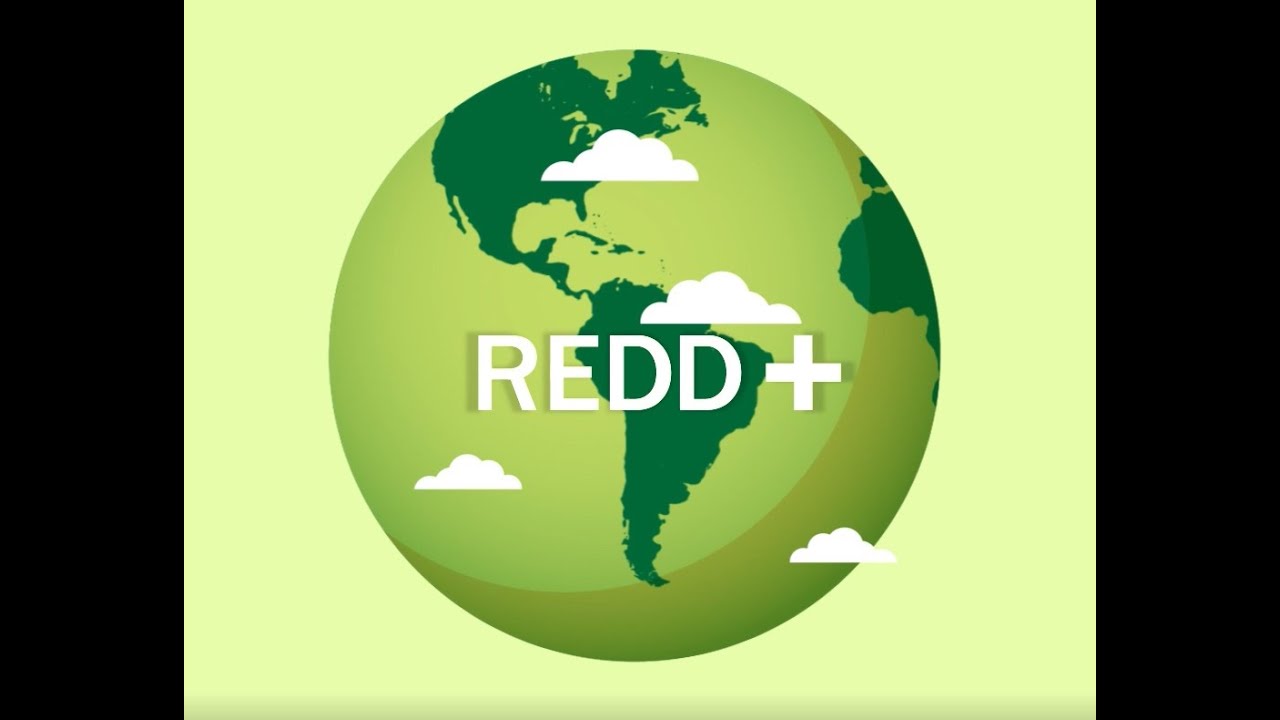 Get REDDY: Climate Change and REDD+: Ep 1 - The Video Series - YouTube