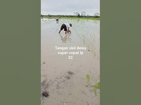tangan skil dewa kecepatan super padi Inpari 32 #ip32#shorts - YouTube