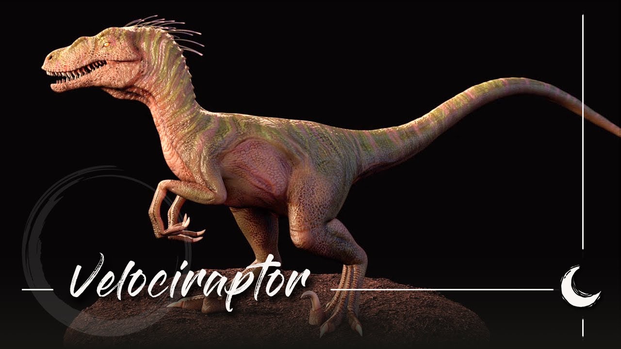 3D Creature Turntable ☆ Raptor Roaring - YouTube