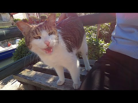 Cat says something to me with her cute meow - YouTube
