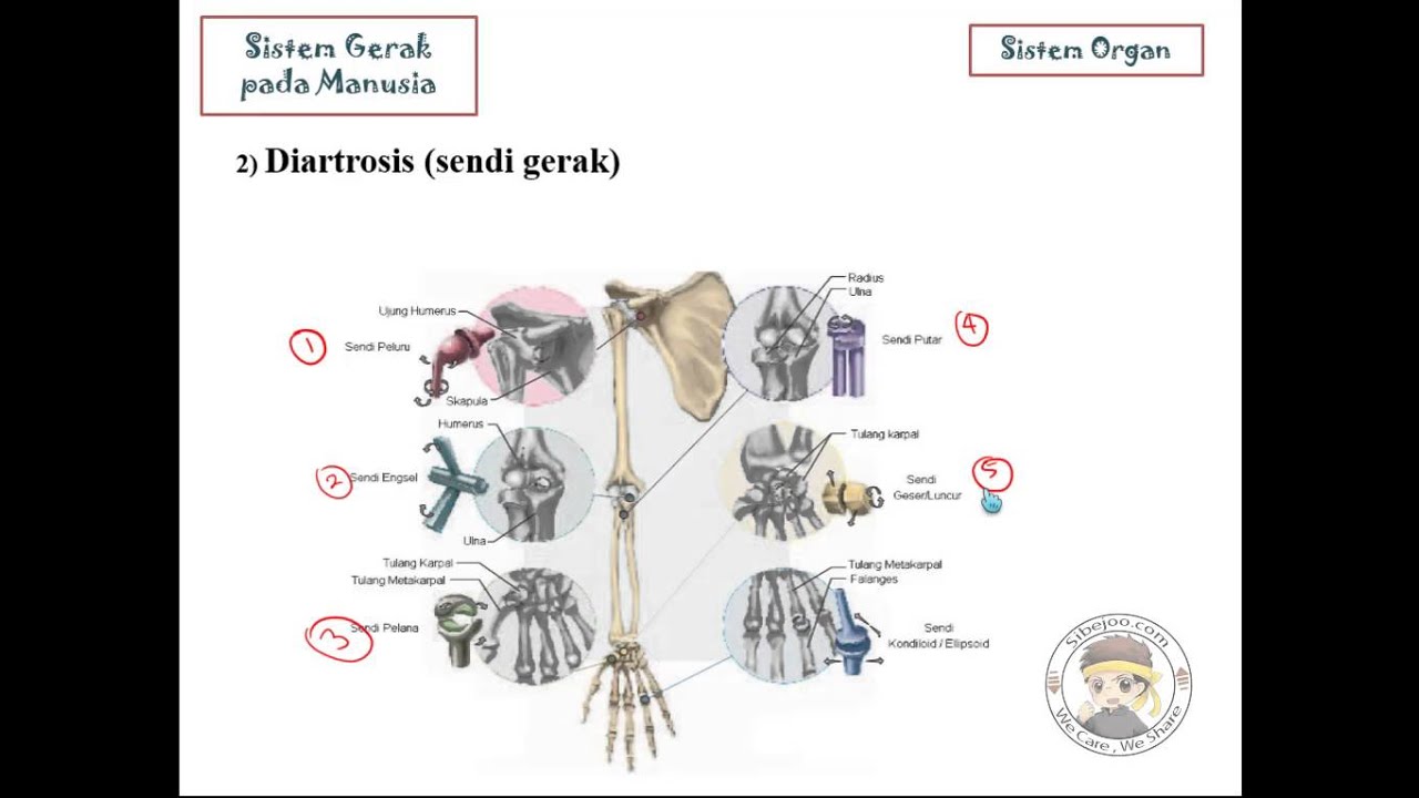 Sistem Organ Part 1 sistem gerak - YouTube