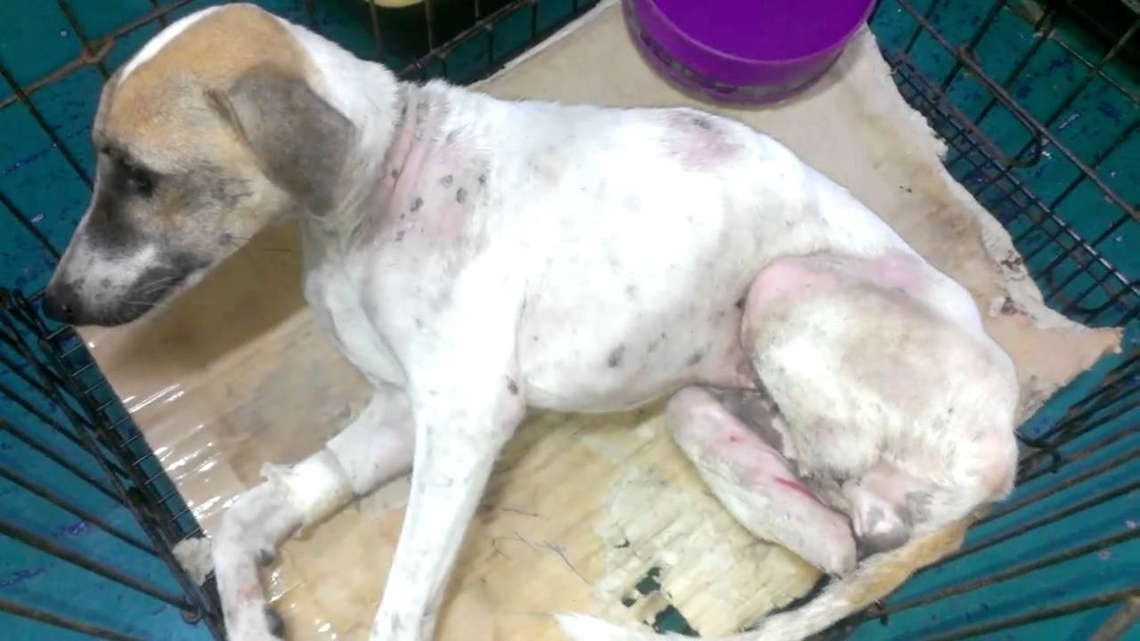 PALS BABY C5 - YouTube