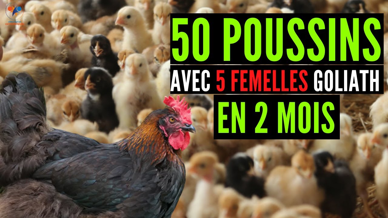 OBTENEZ 50 poussins AVEC seulement 5 FEMELLES goliath (élevage poulet ...
