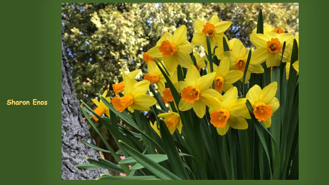 Lakeshore UU Fellowship Annua Flower Communion 2020 May 17 ...