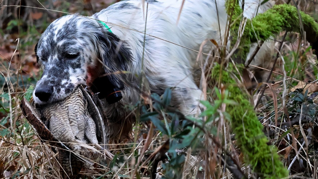Chasse bécasse Décembre 2024/2025 - YouTube