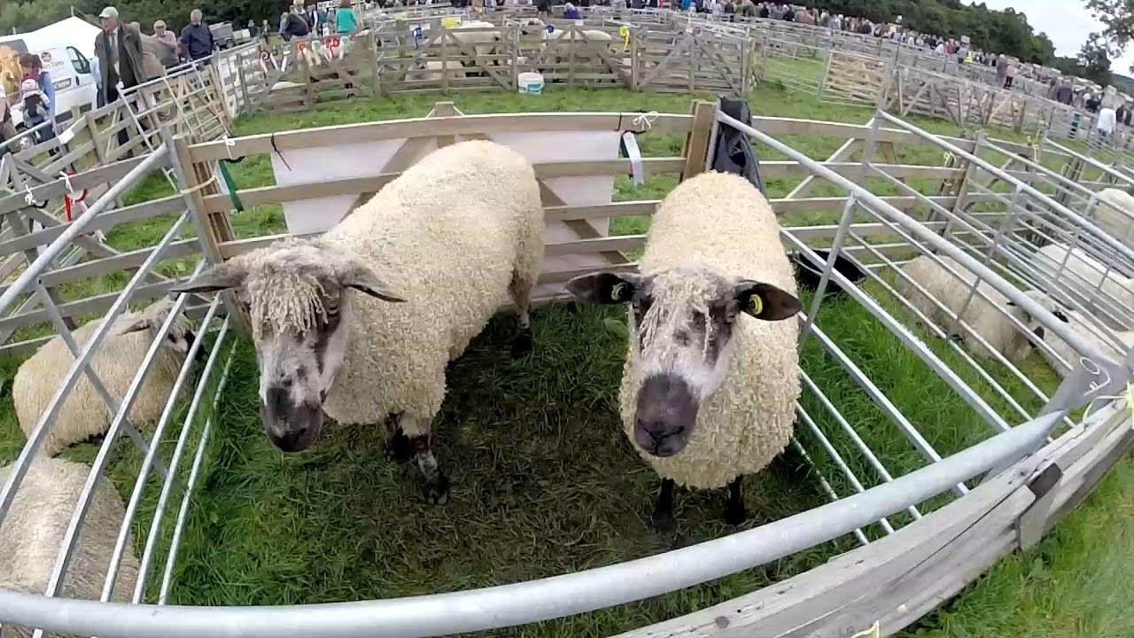 Nidderdale Agricultural Show 2016, Pateley Bridge North Yorkshire ...