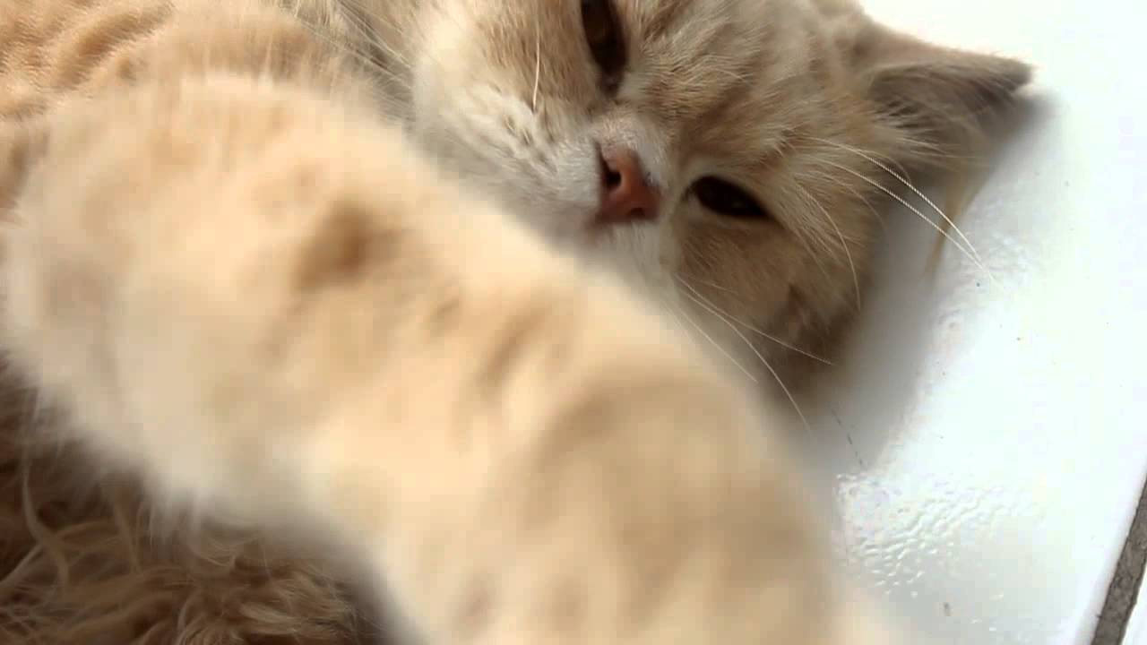 popo the lonely cat sad cat diary - YouTube