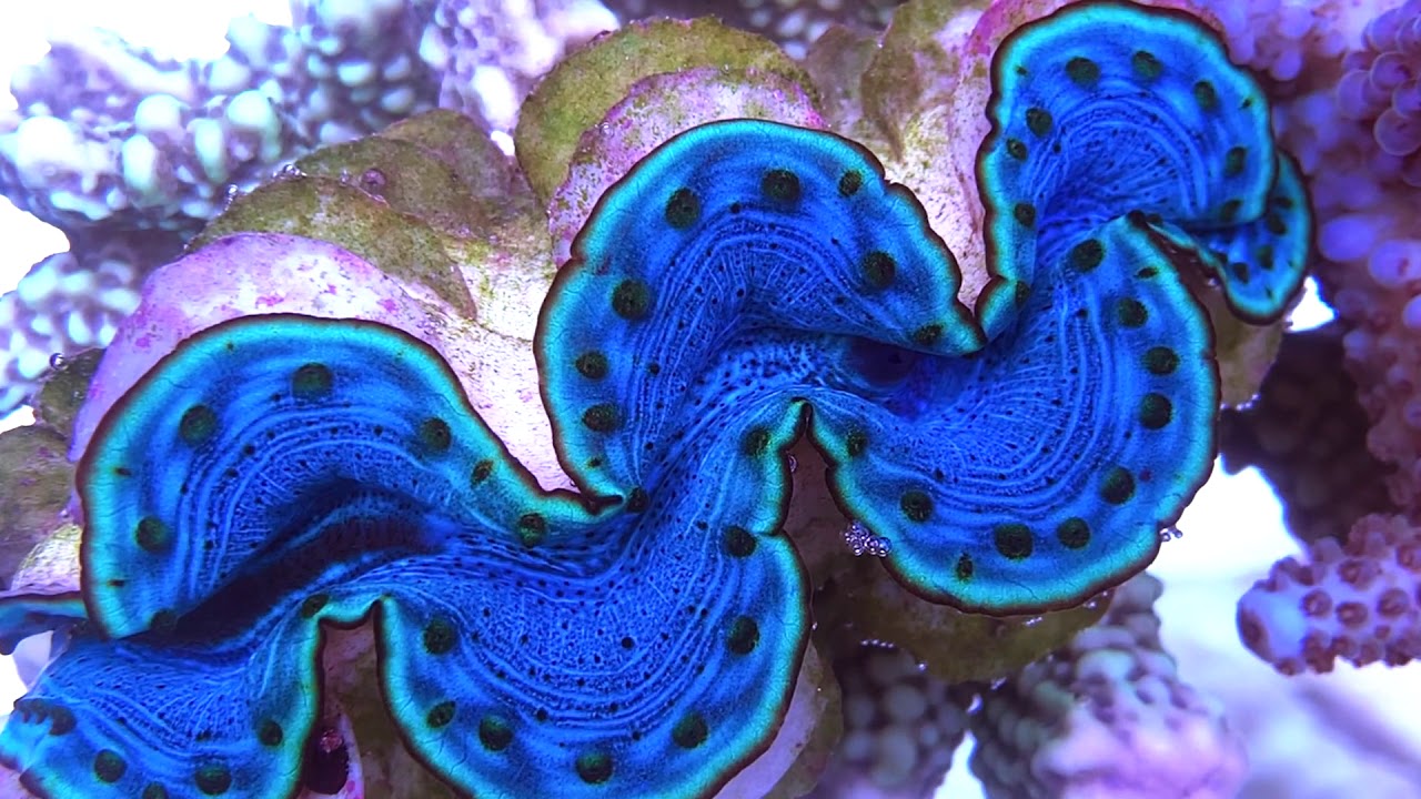 Tridacna Squamosa Ultra - YouTube