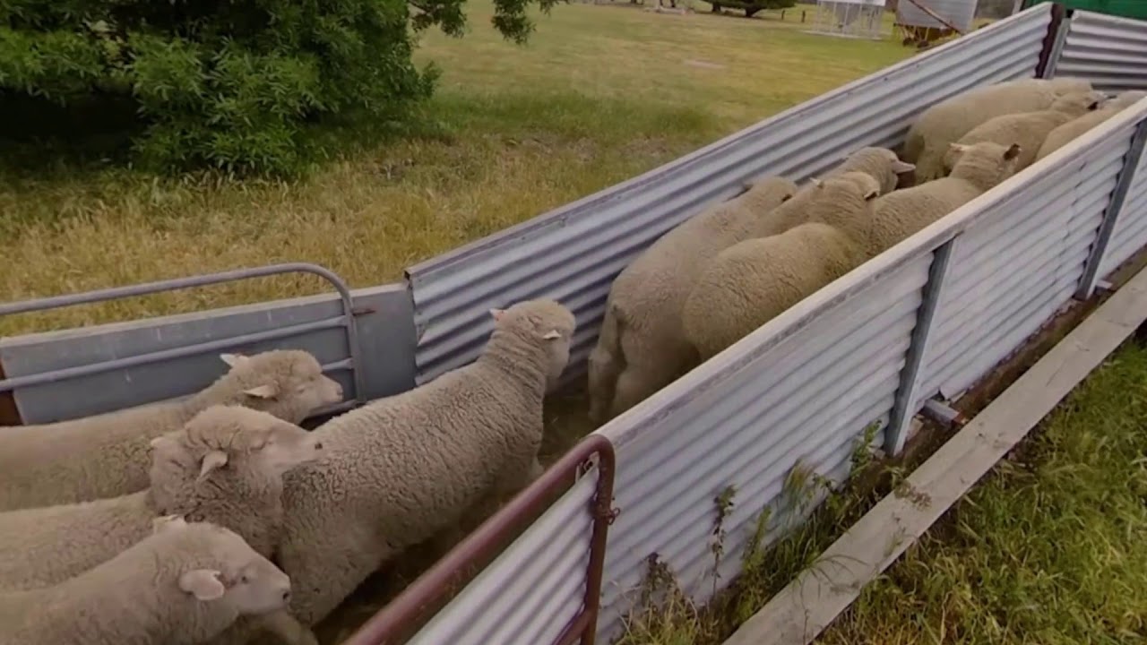 MLA Lamb Paddock to Plate VR 2D Point of View POV - YouTube