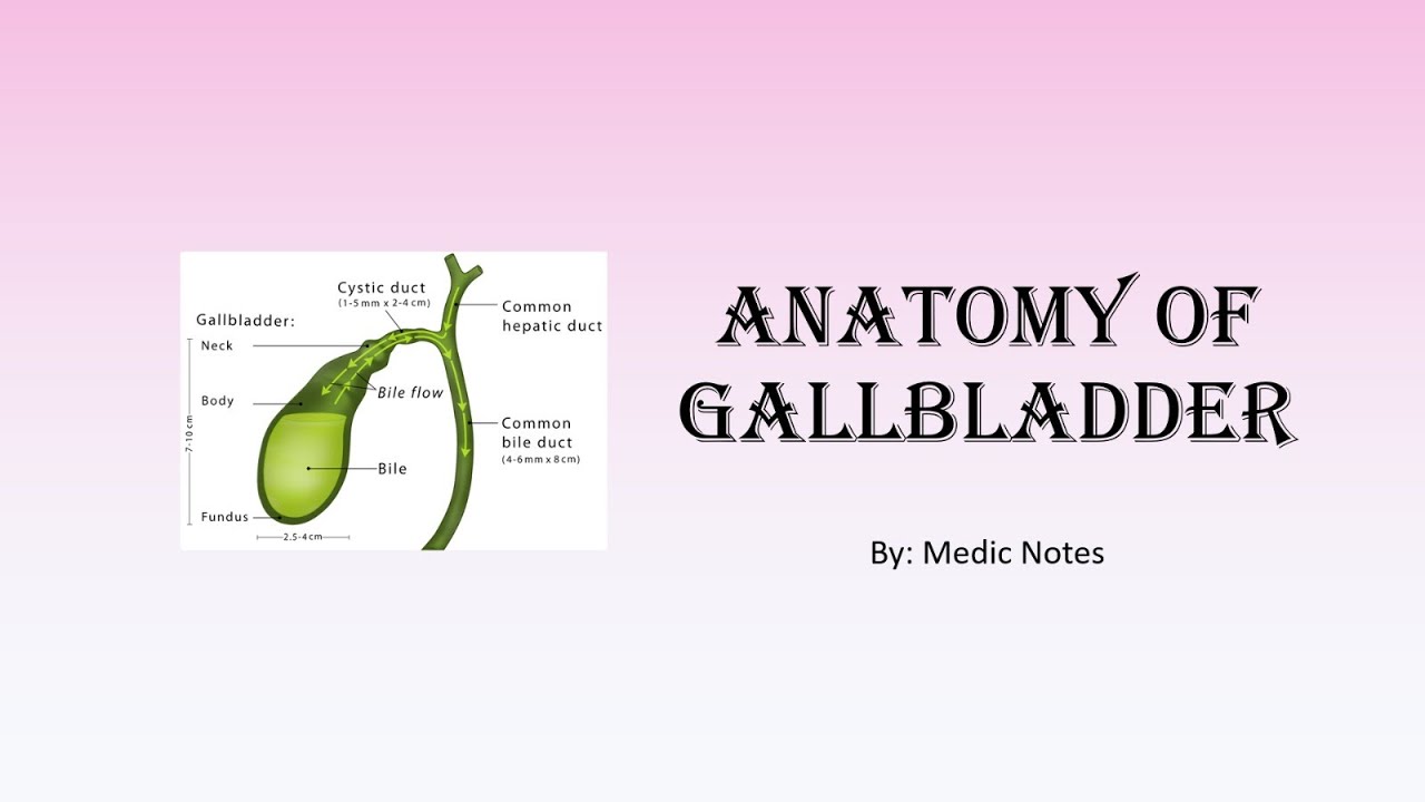 Anatomy of gallbladder, blood supply, lymphatic drainage, clinical ...
