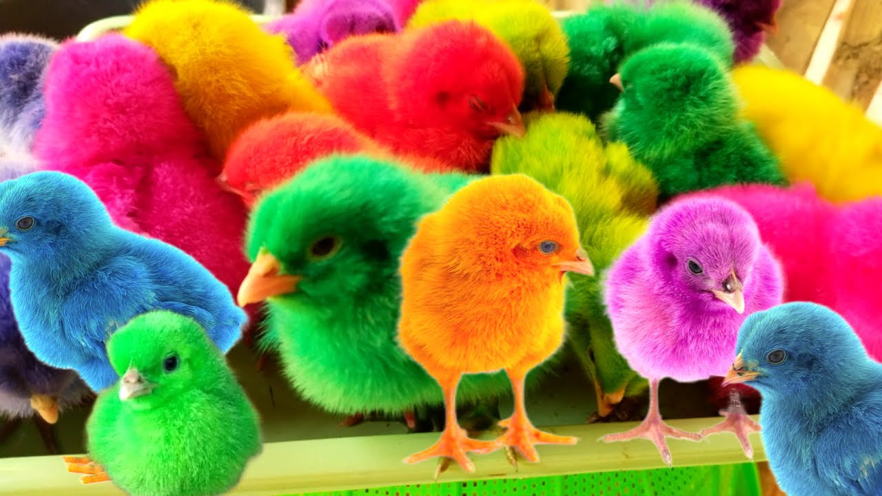 Catch lots of cute chickens, colorful chicks, golden eggs, chicks, hous ...