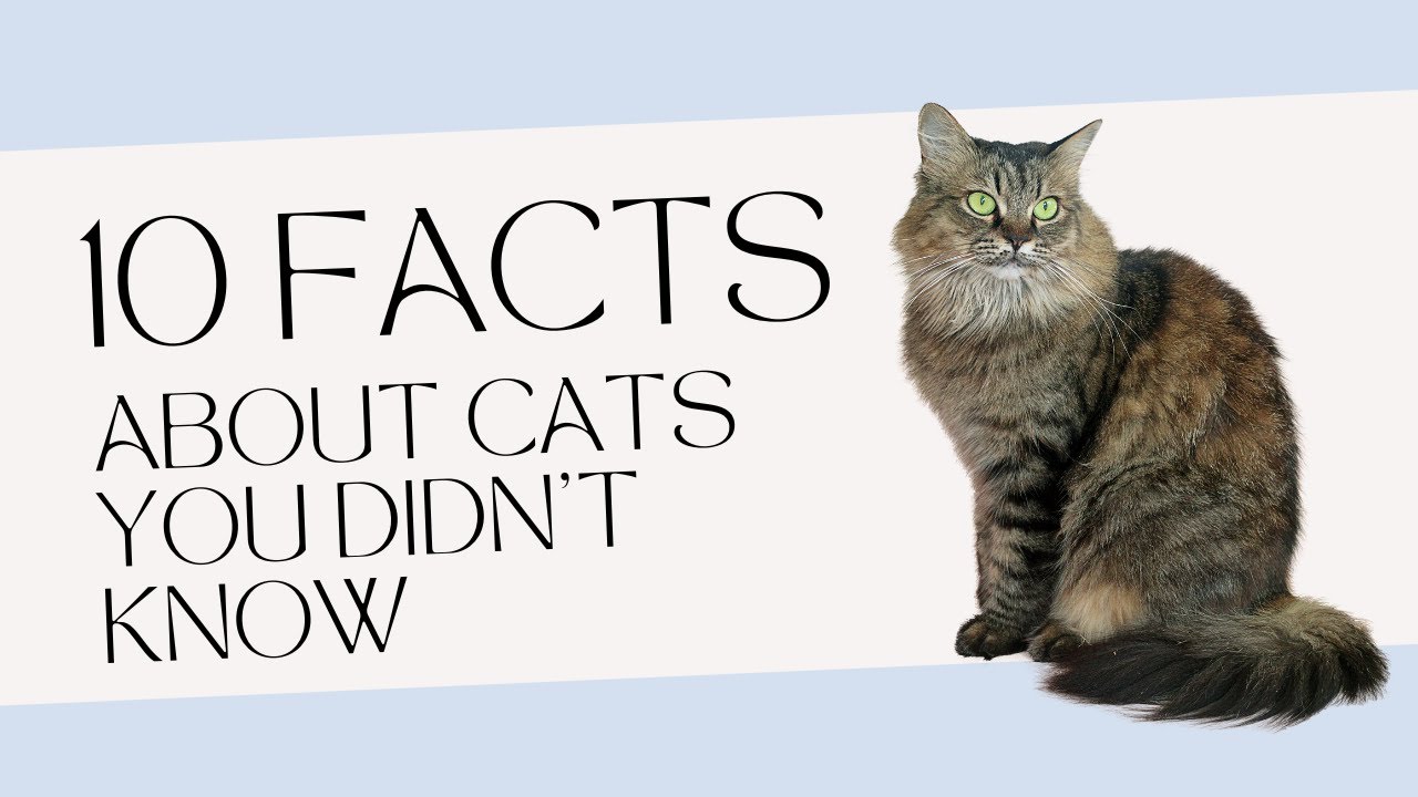 10 Facts About Cats you Didn't Know - YouTube