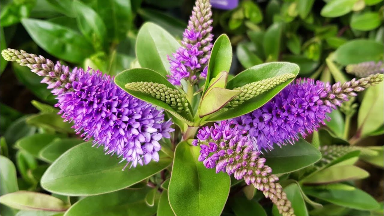 How to take cuttings of Hebe - YouTube
