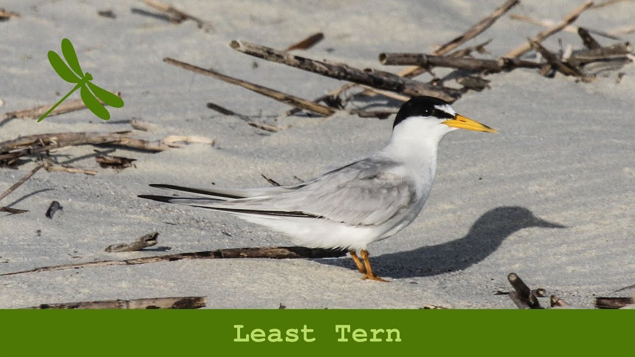 Least Tern - YouTube