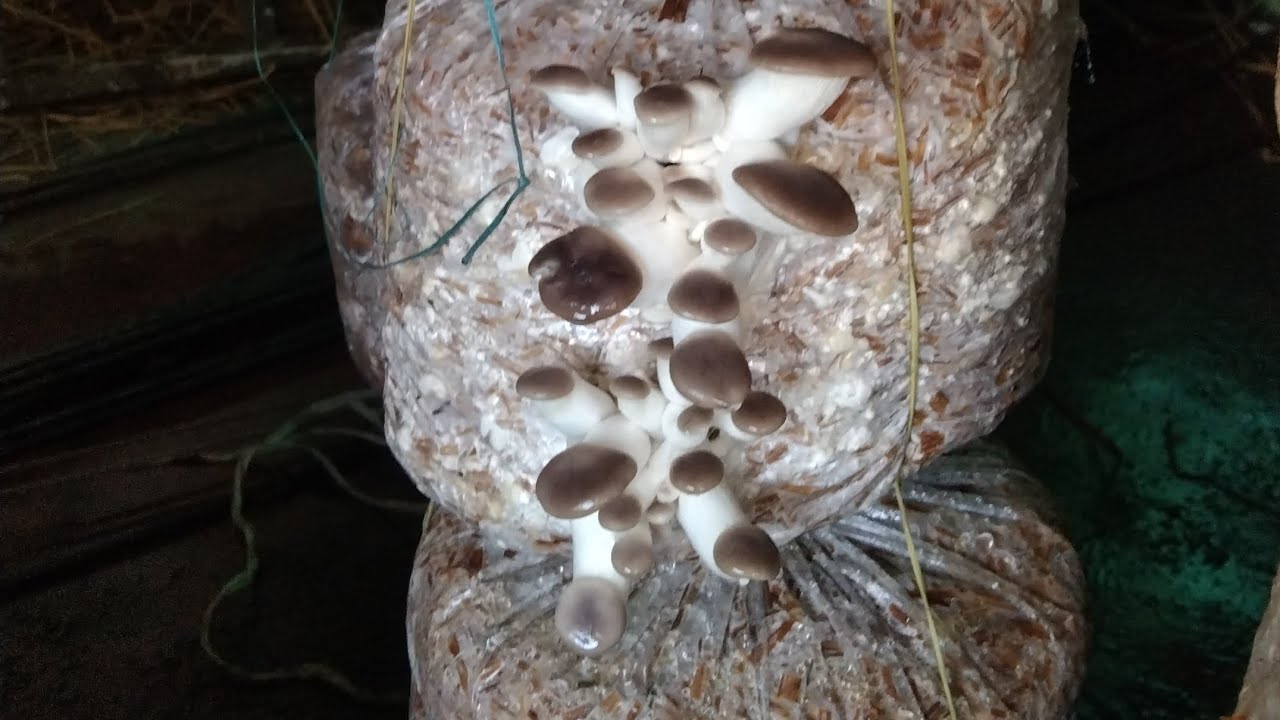mushroom farming day 25 .. first mushroom pinhead grow | - YouTube