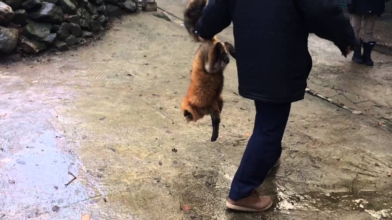 Carrying A Fox By The Tail At The Miyagi Zao Fox Village - YouTube