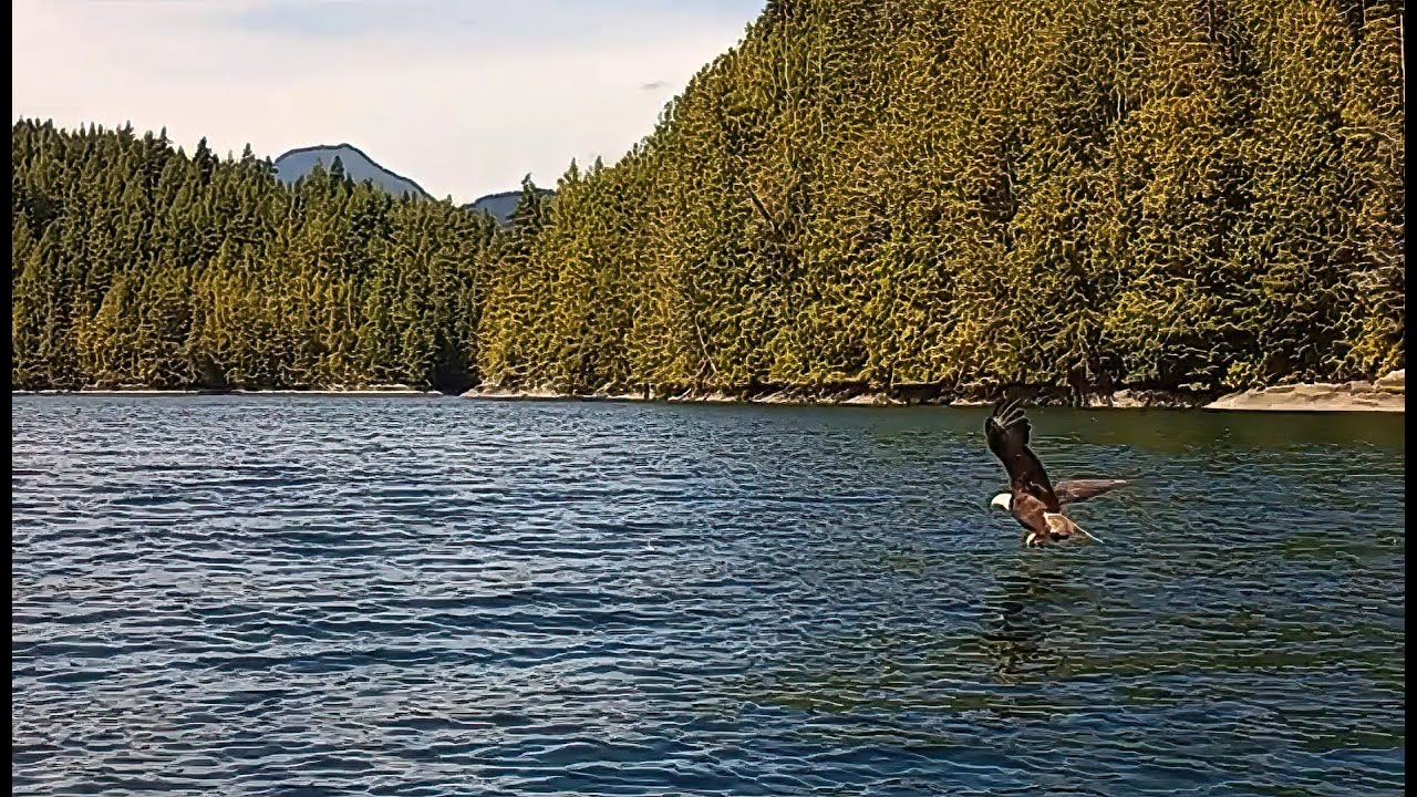 Bald Eagle Snags Floating Rock Fish, BC Coast - YouTube