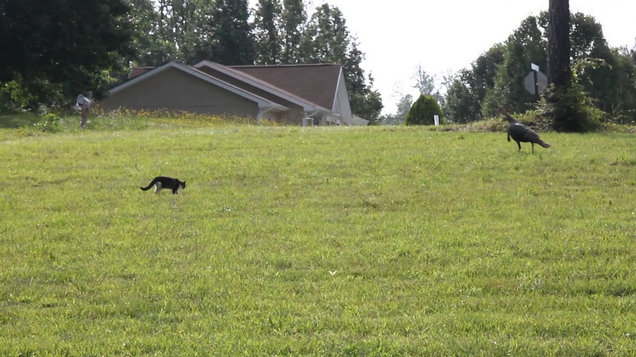 Cat Stalks Turkey - YouTube