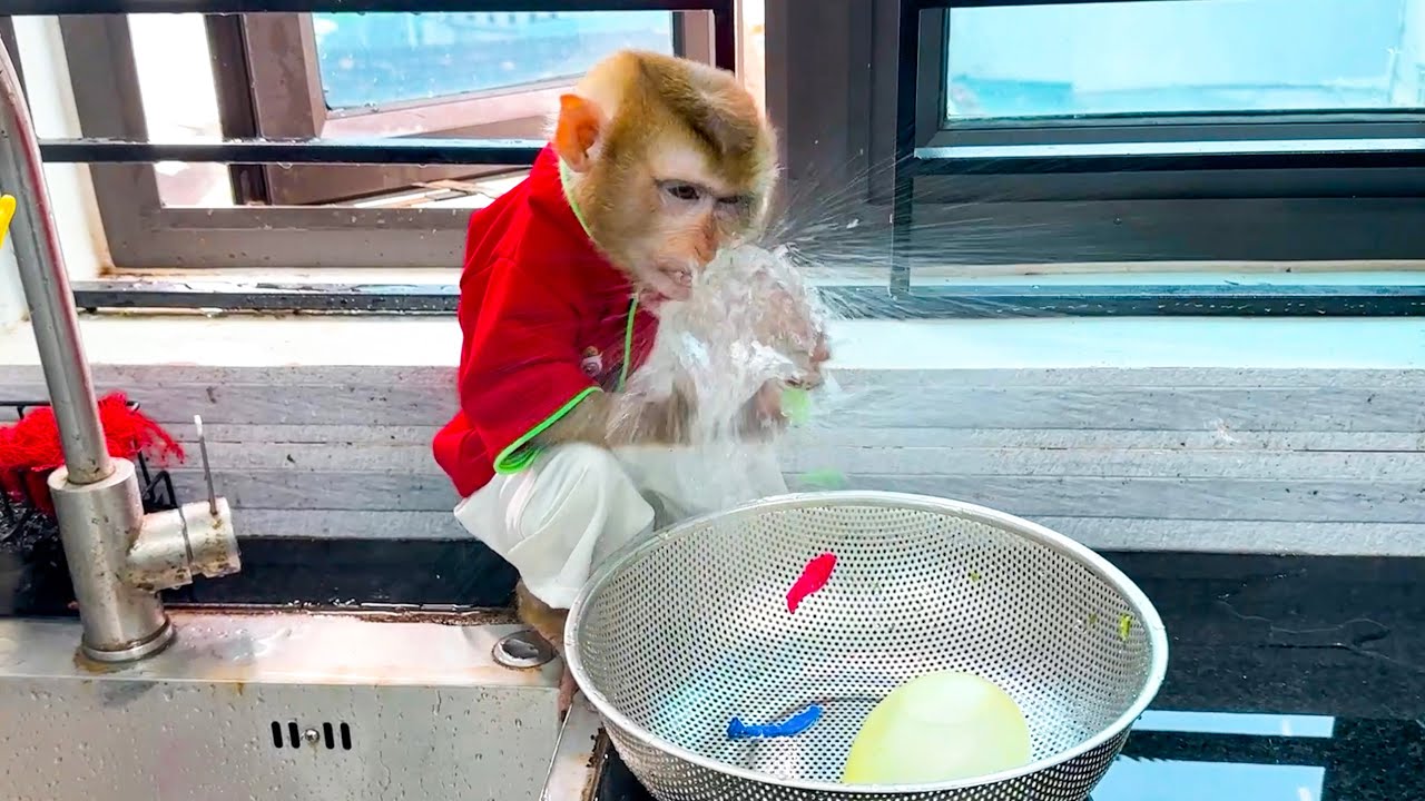 Monkey Kaka's rare moment makes you unable to stop laughing - YouTube