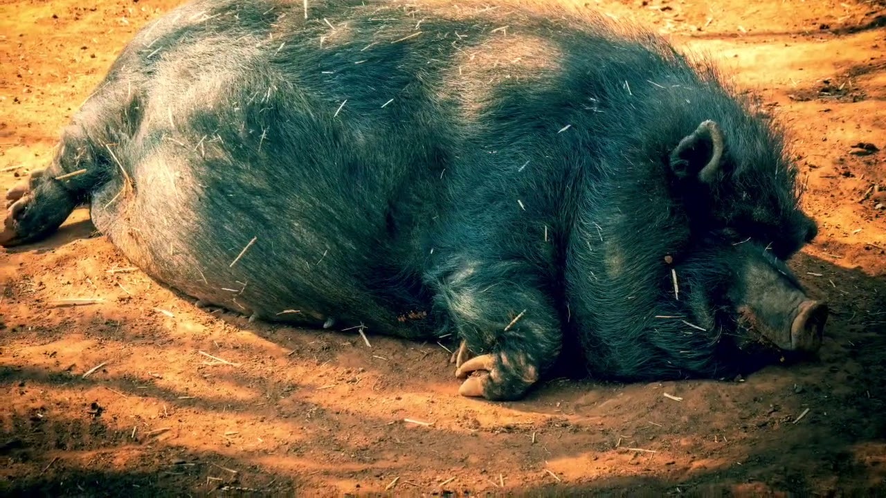 Pig Snorting Sound FX - YouTube