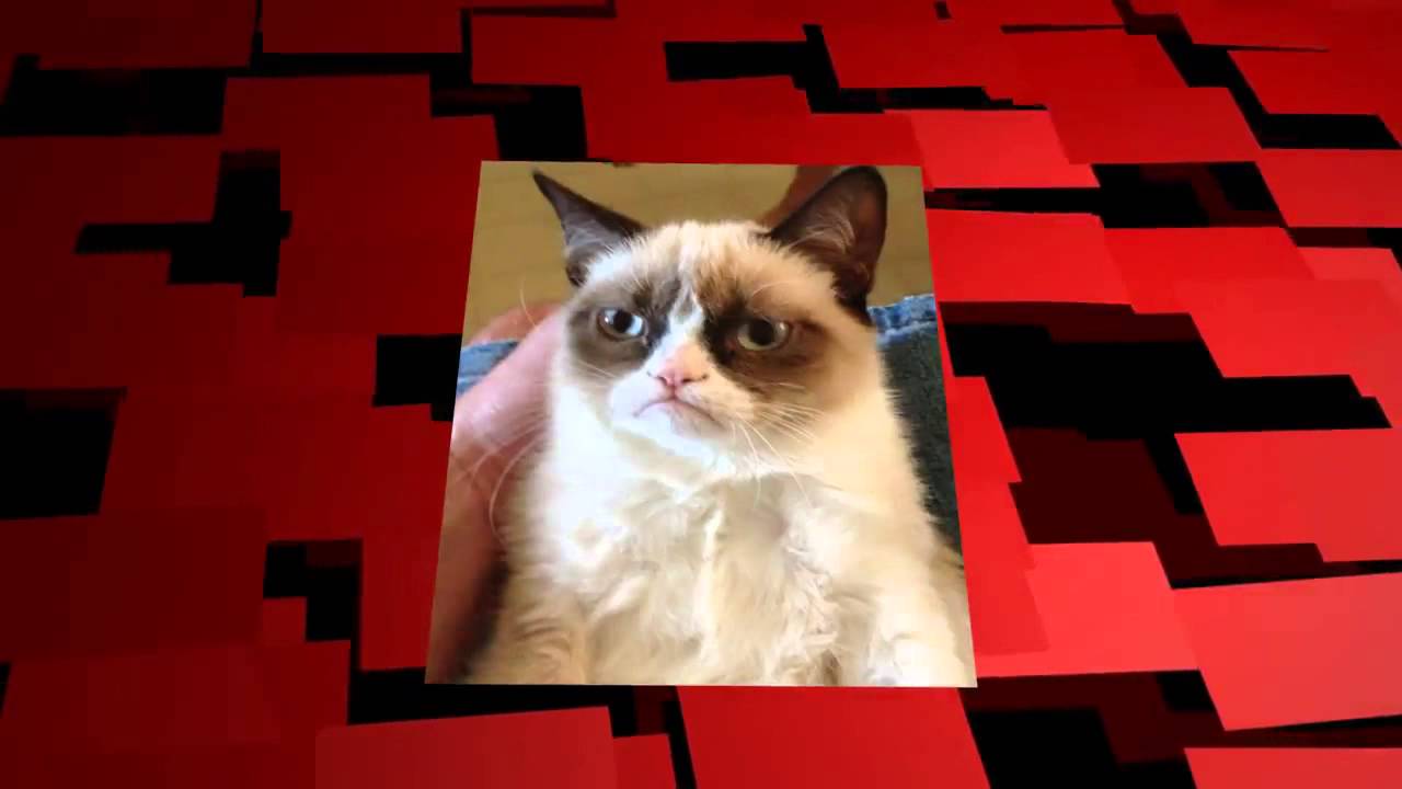 TOP 5 LEGENDARY CATS - YouTube