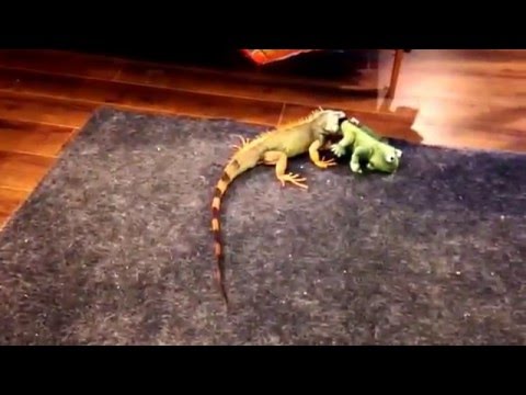 Male iguana releasing aggression - YouTube