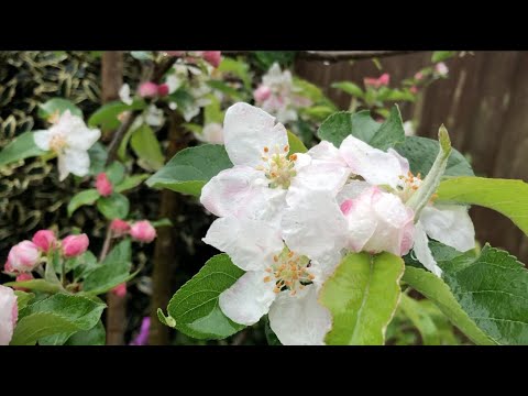 Видео для любителей дождя 🌦