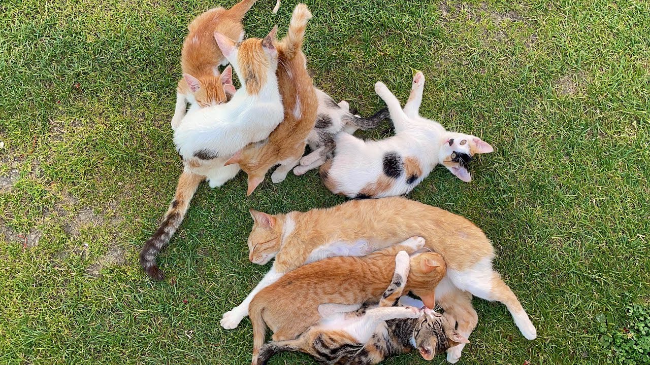 Many Cats In One Video - YouTube