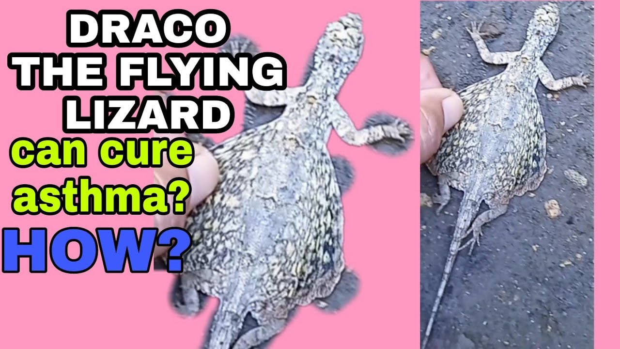 DRACO THE FLYING LIZARD / HOW IT CURES ASTHMA? - YouTube