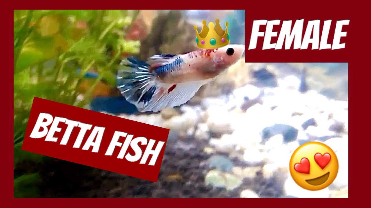 Beautiful Female Betta Fish - YouTube
