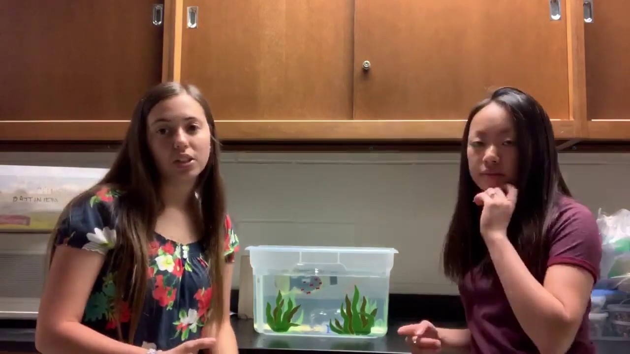 Kids Science Experiment: Shark Buoyancy - YouTube
