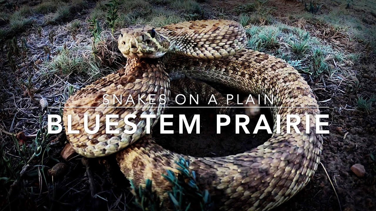 Bluestem Prairie - (Part 1) Snakes On A Plain, Colorado Springs #herps ...