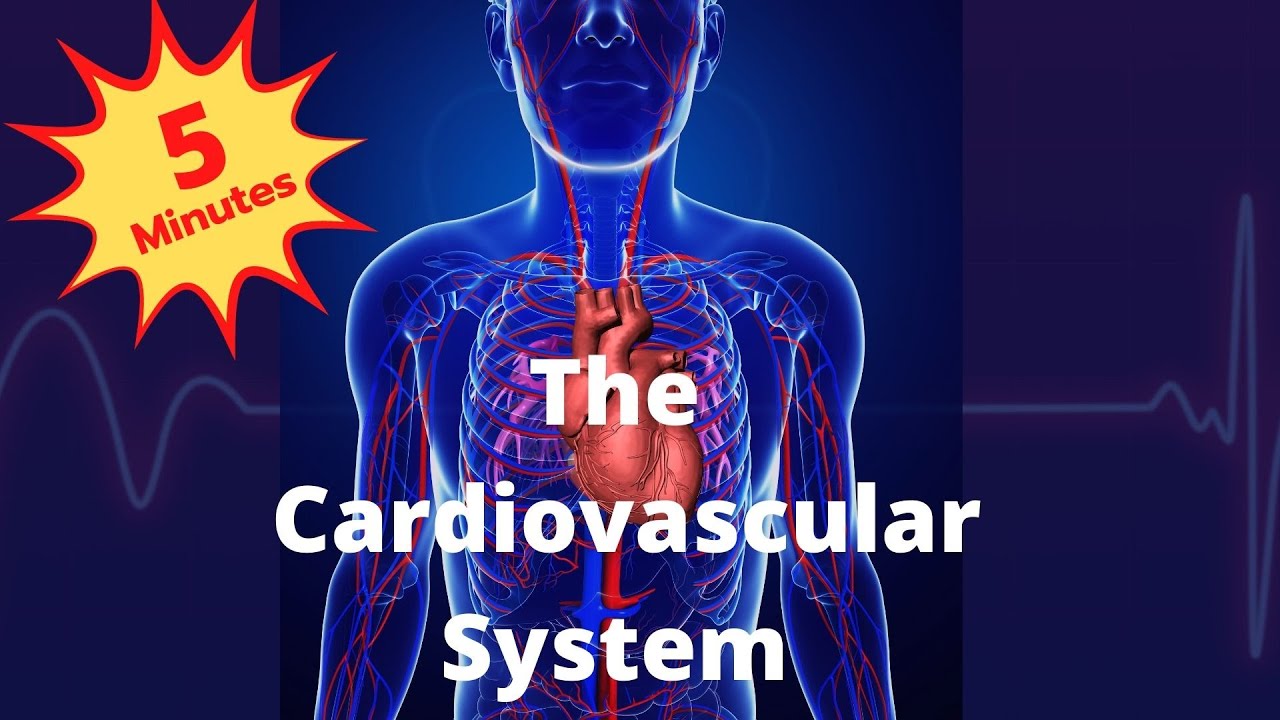 The Cardiovascular System In 5 Minutes - YouTube