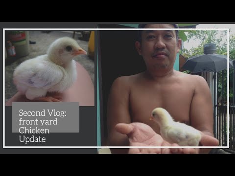 FRONTYARD CHICKEN UPDATE || TIKTOK-GAOK TV - YouTube