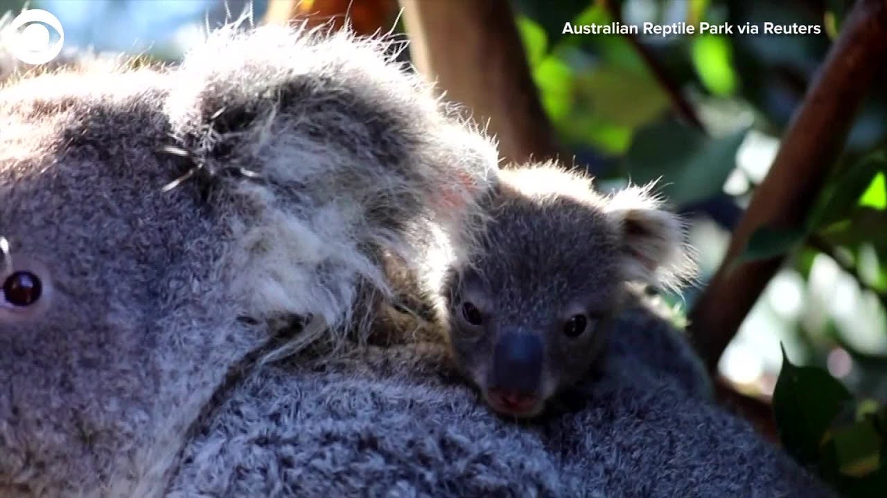 WEB EXTRA: Koala Sisters Meet For The First Time - YouTube