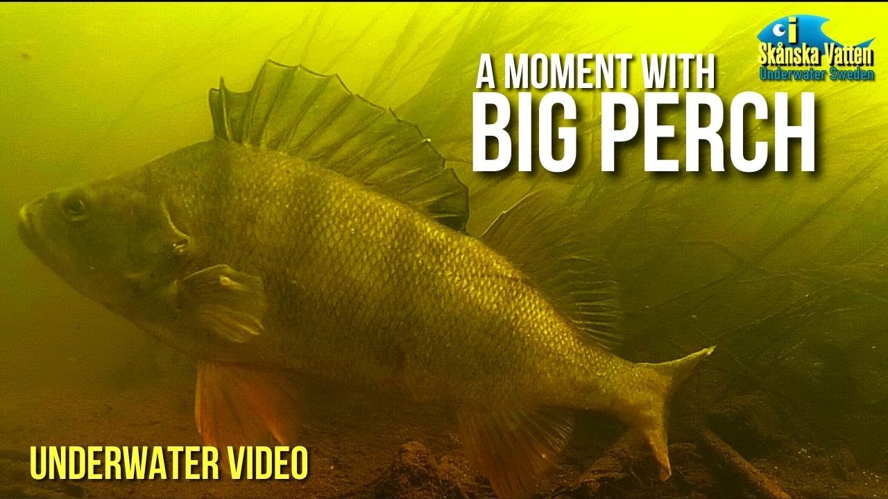 A moment with big perch, underwater video - YouTube