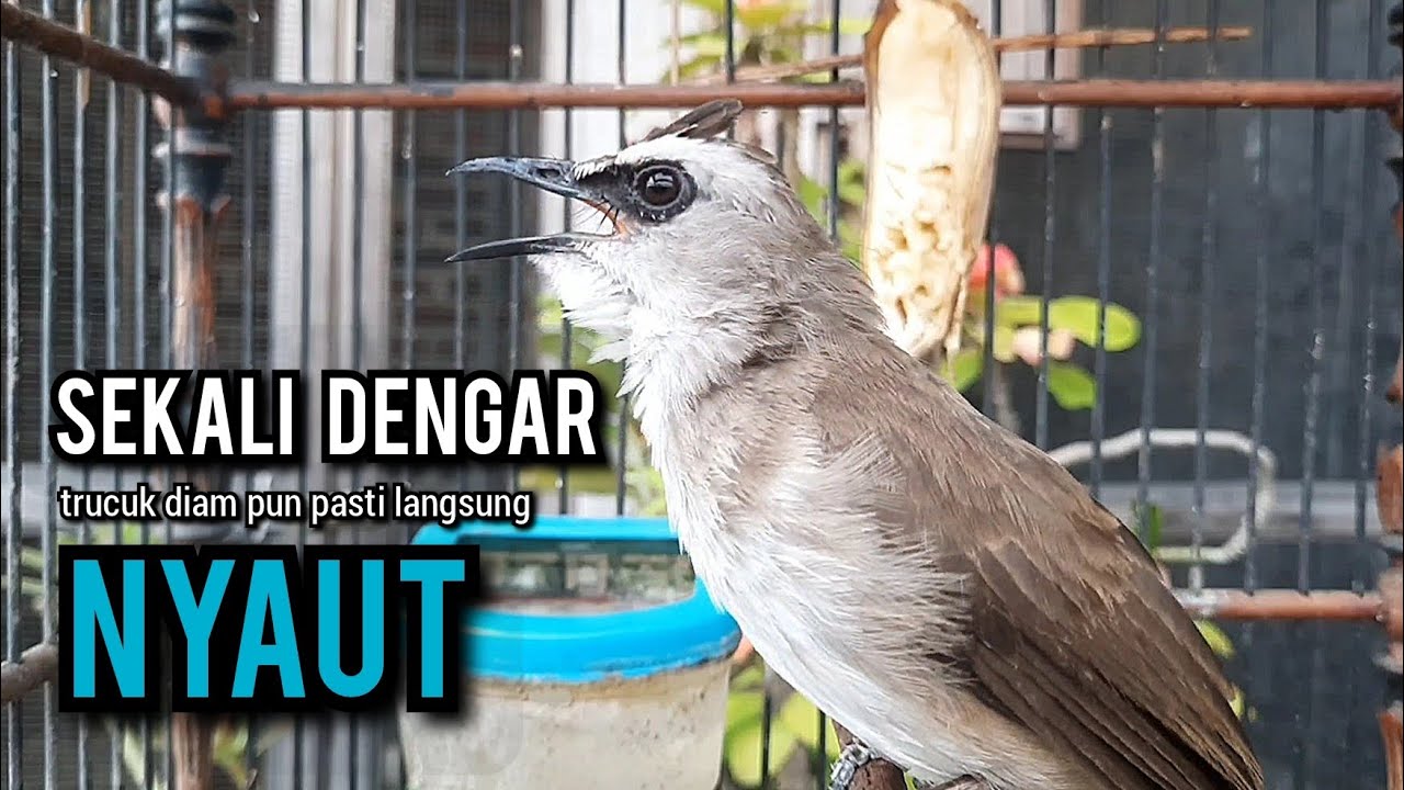 trucukan gacor TARUNG ROPEL PANJANG pancingan trucukan agar bunyi ...