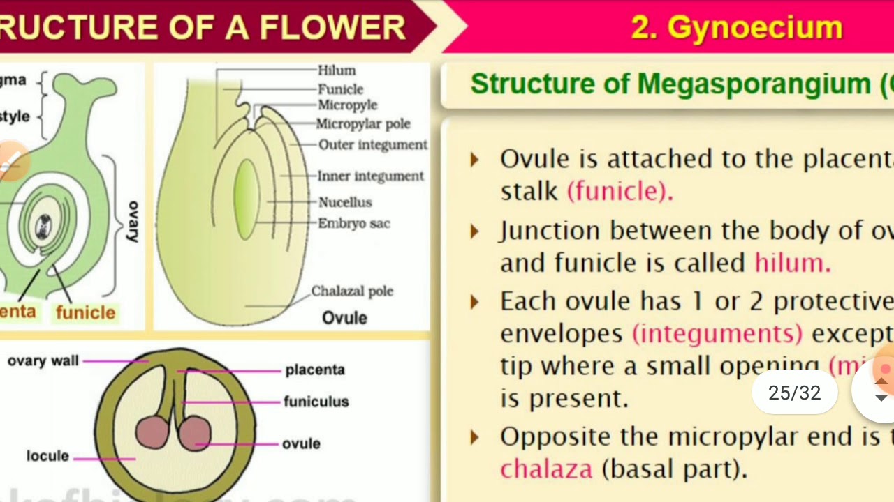 Reproduction in flowering plants - YouTube