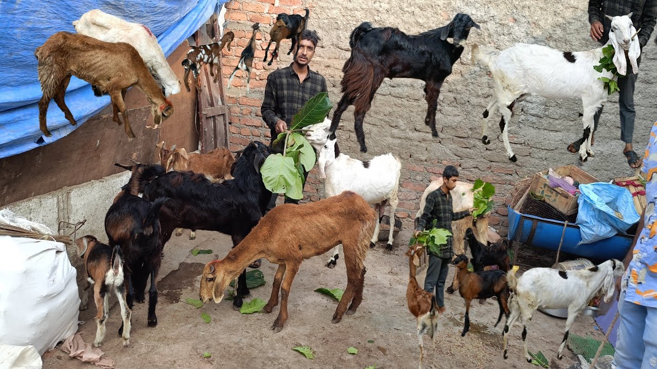 Big Lot Multiple Goats Collection available in Hyderabad near Santosh ...