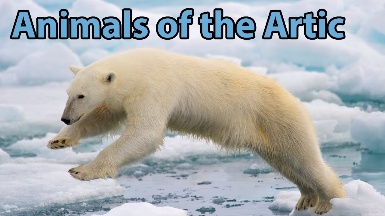 Polar Express: Penguins, Wolves, Polar Bears & More! - Zeek's Animal ...