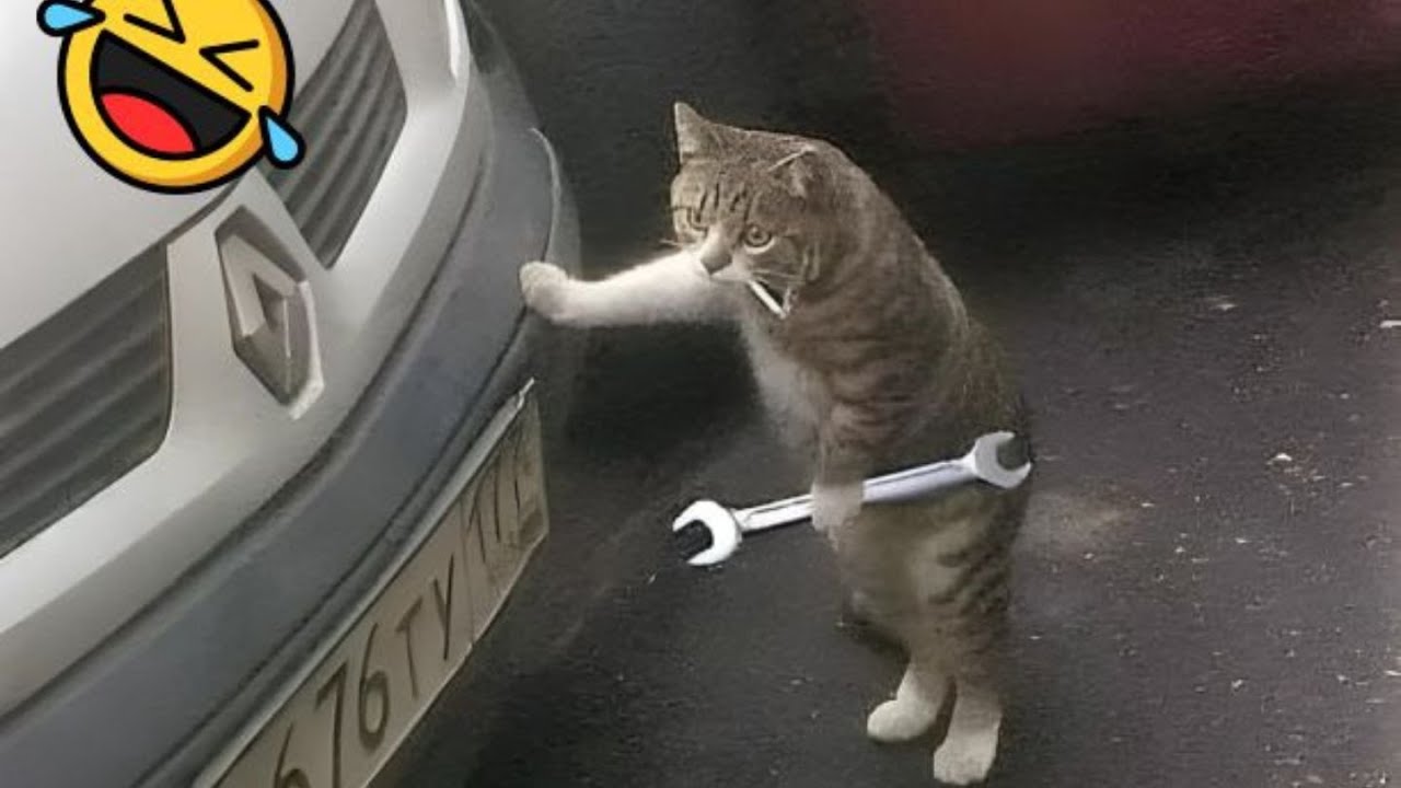 Funny Dogs and cats Reaction Moments🤣Funniest Animals Video 😺🐶 2024 # ...