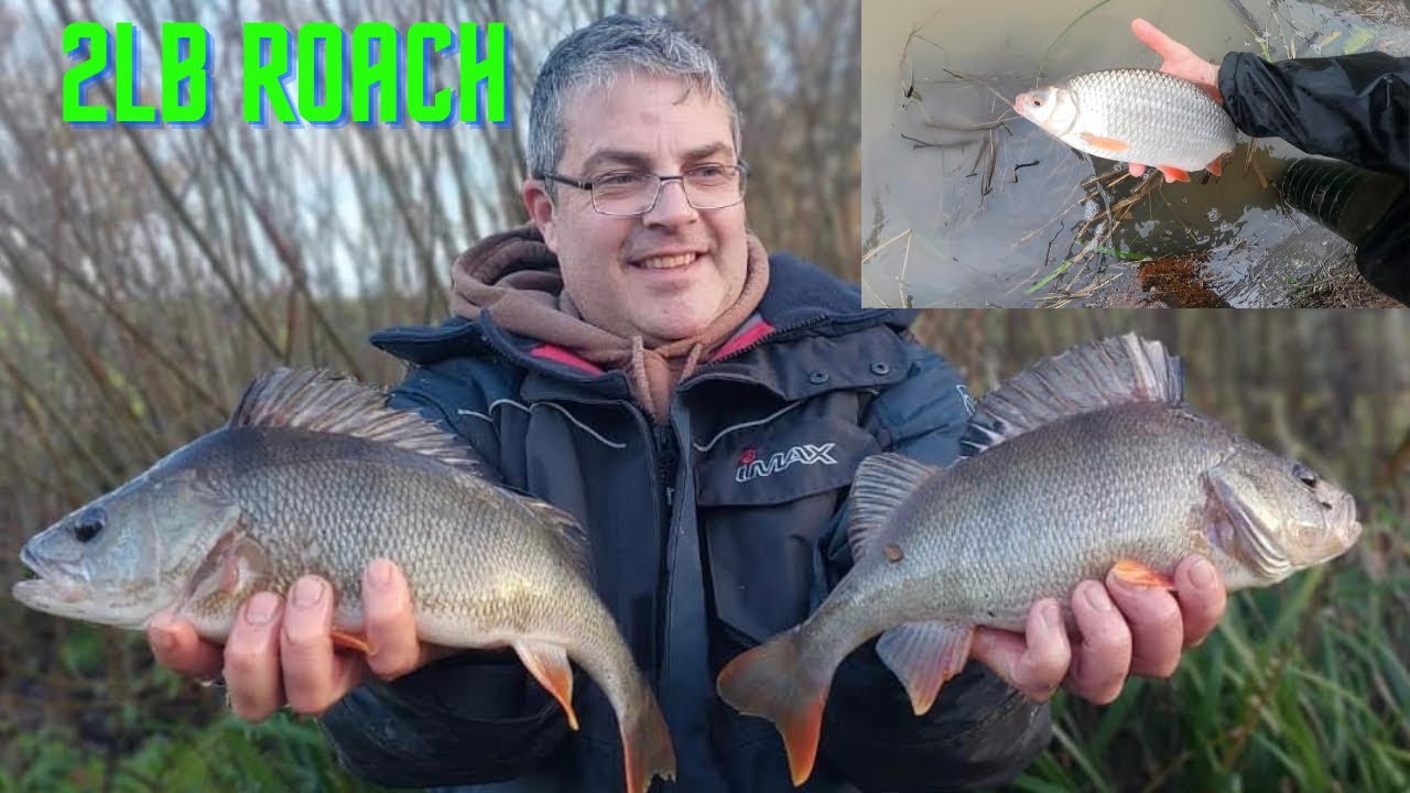 Multi Species Coarse fishing for specimen roach and perch - YouTube