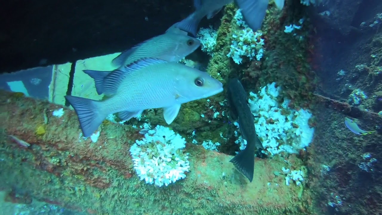 Texas Clipper 2018 - YouTube