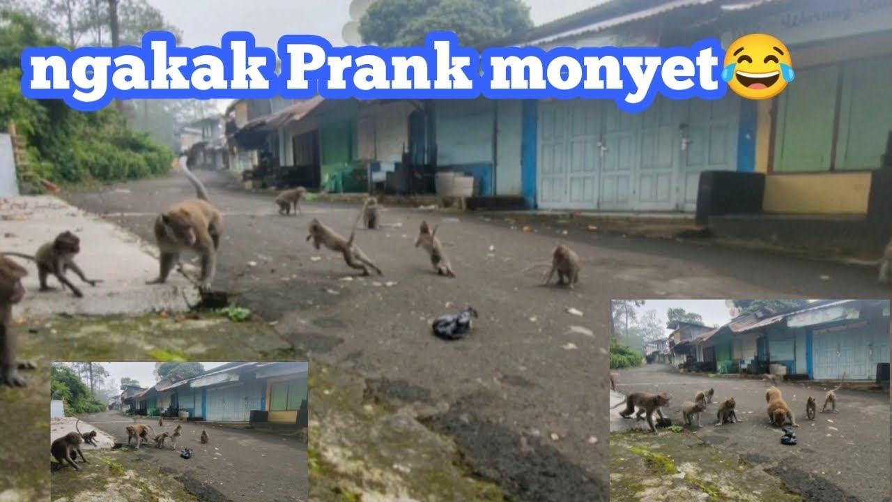 Prank monyet|monkey terbaru ngakak.ketemu om bule dan Tante bule - YouTube