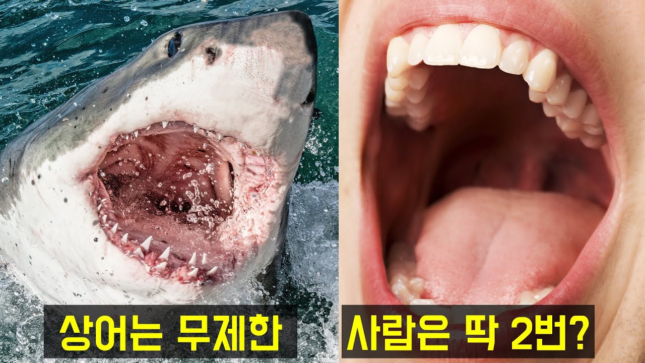 왜 사람은 이가 2번만 날까 Vs 상어 이빨 재생 Shark Teeth Regeneration Youtube