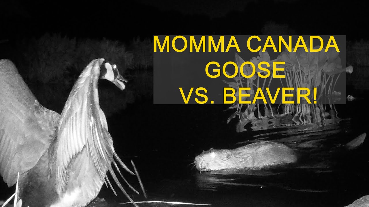 Momma Canada Goose Protects her Gosling from a Beaver! - YouTube
