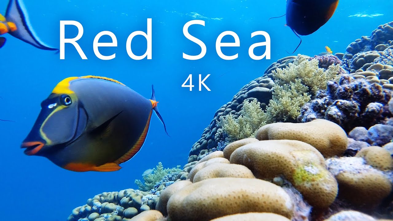 Red Sea / Rotes Meer / Scuba Diving / UHD 4K - YouTube