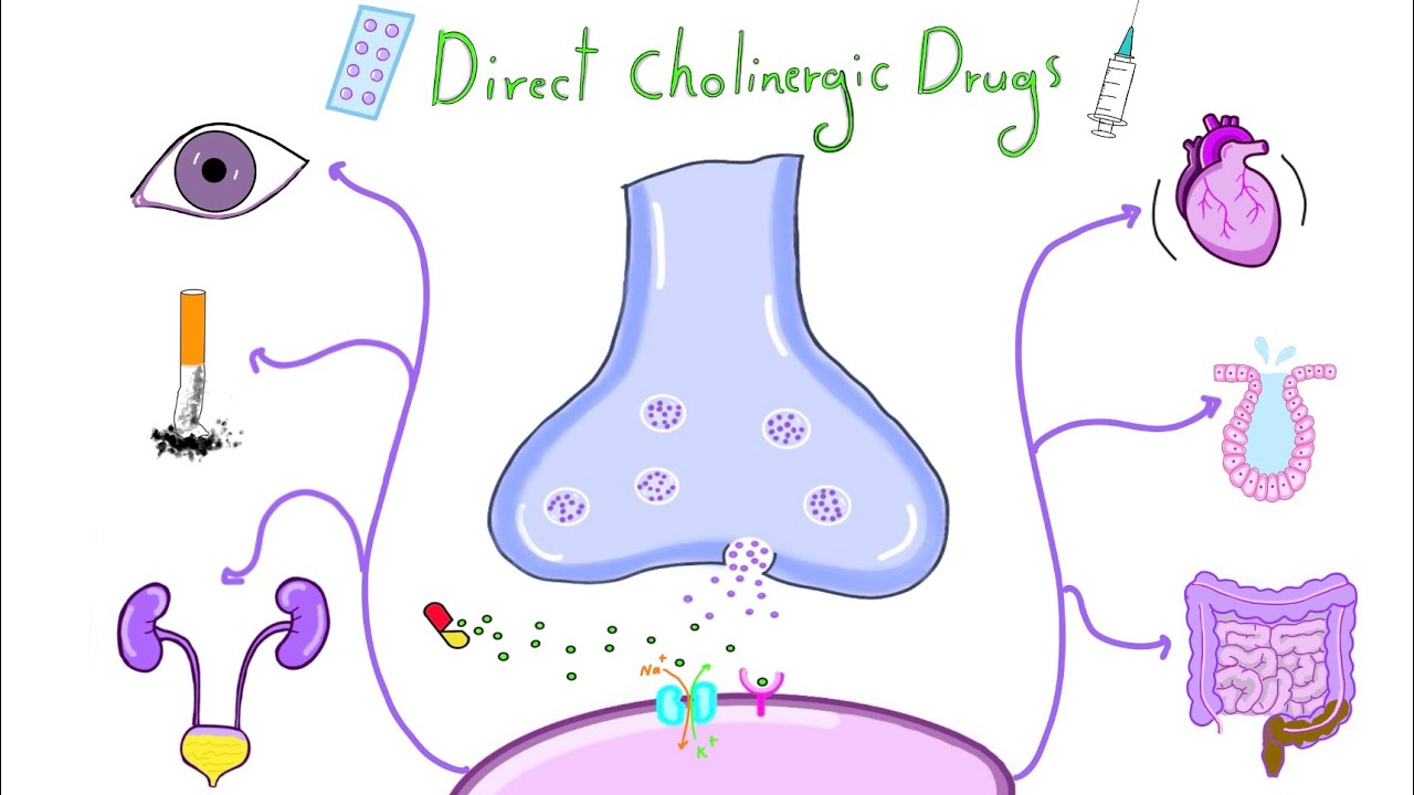 The Cholinergic System Simplified! 💊 Neurotransmitters, Receptors ...