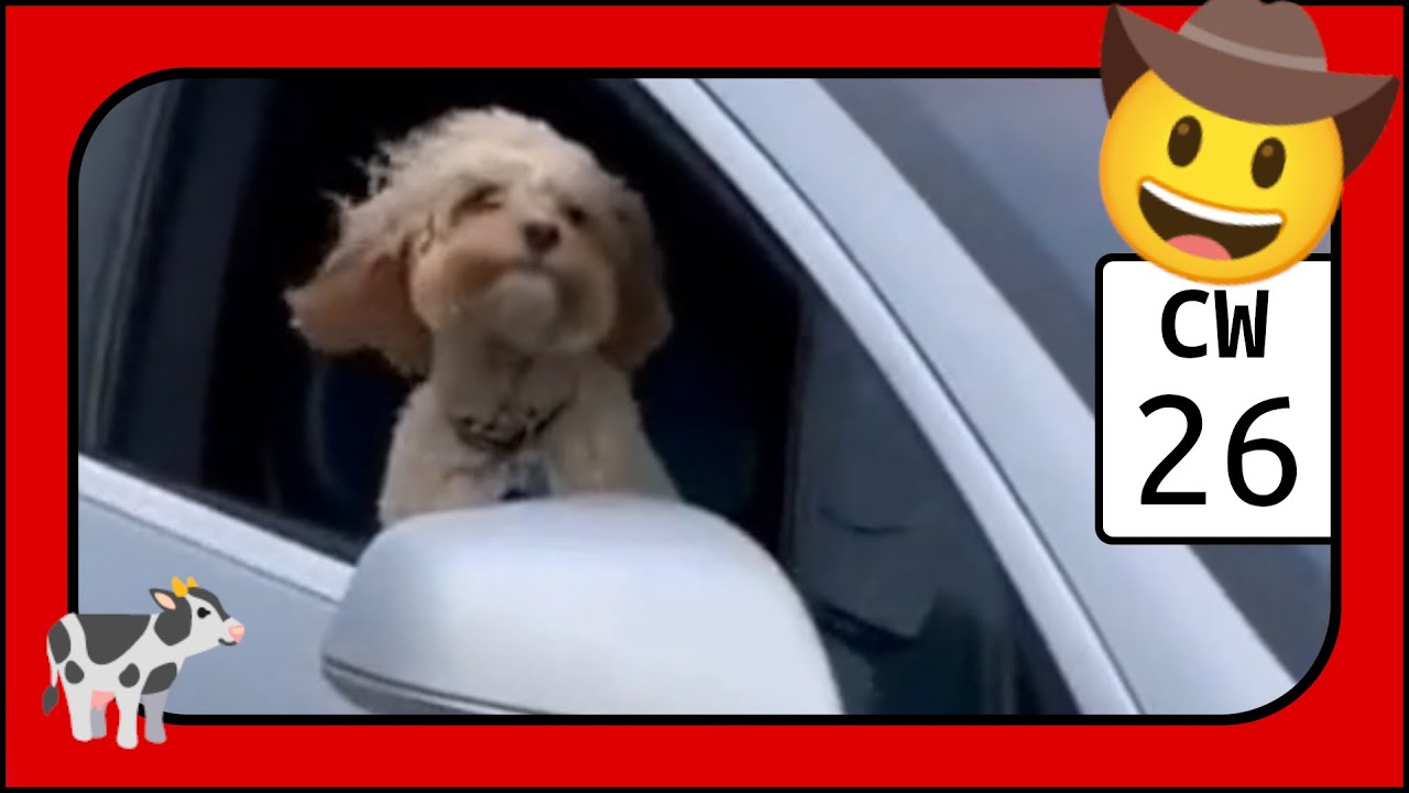 Alt-Animal Friday - CW26 - YouTube