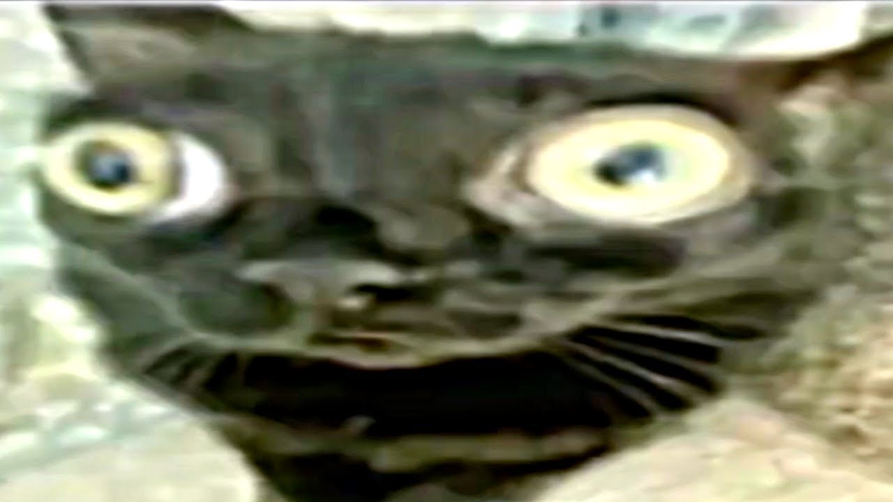 Cat Brainrot 10 Hours - YouTube